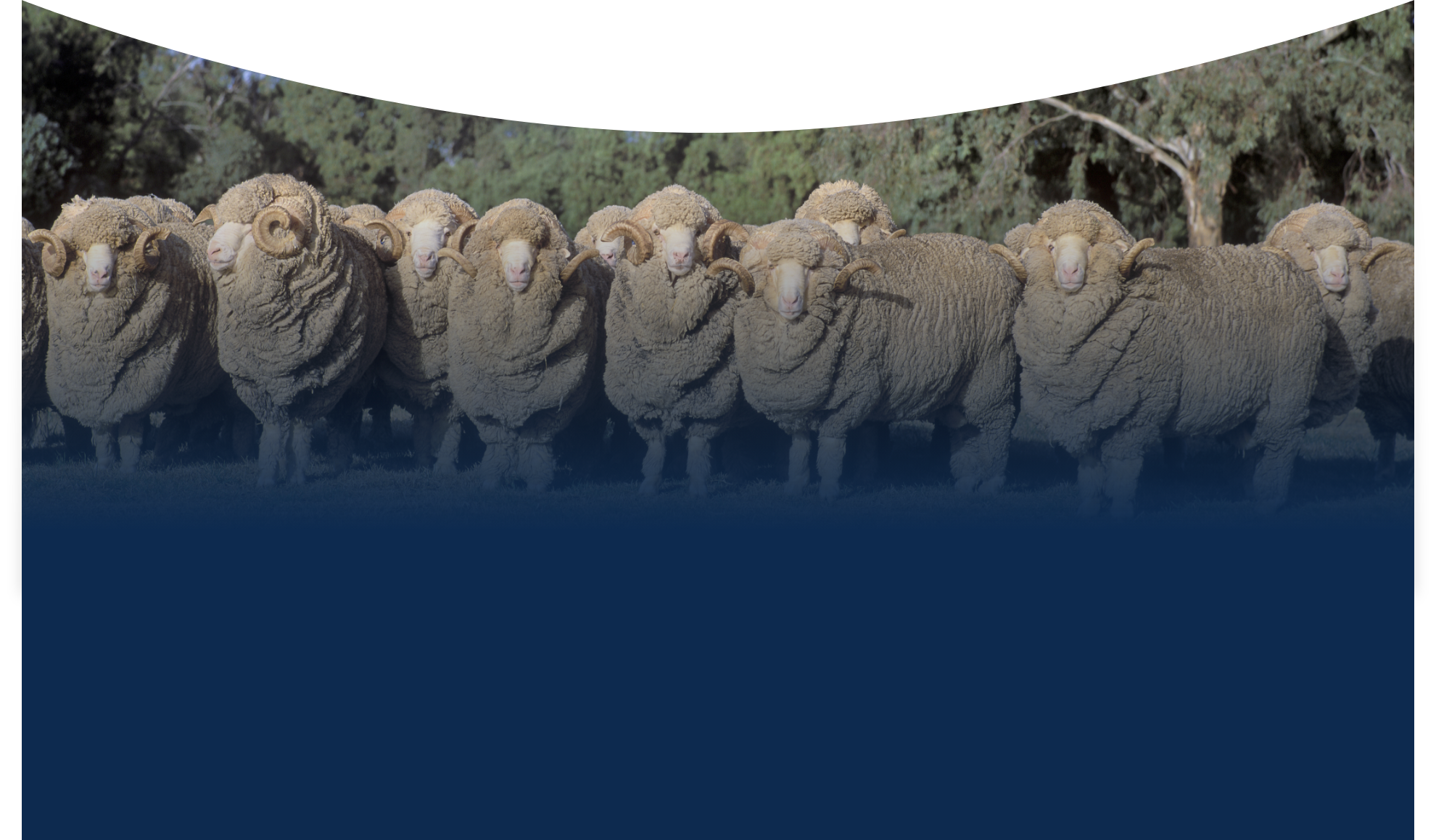 Sleepy Merino | Wool Pyjamas, Wool T-Shirts & Singlets – Sleepy Merino AU